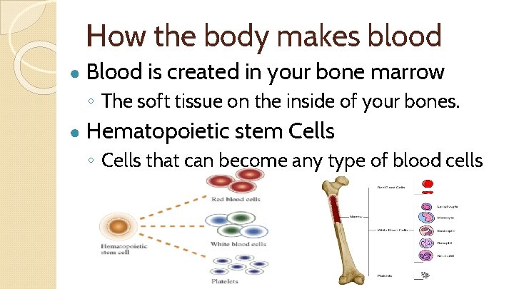 Circulatory system functions Transportation Bring oxygen to all