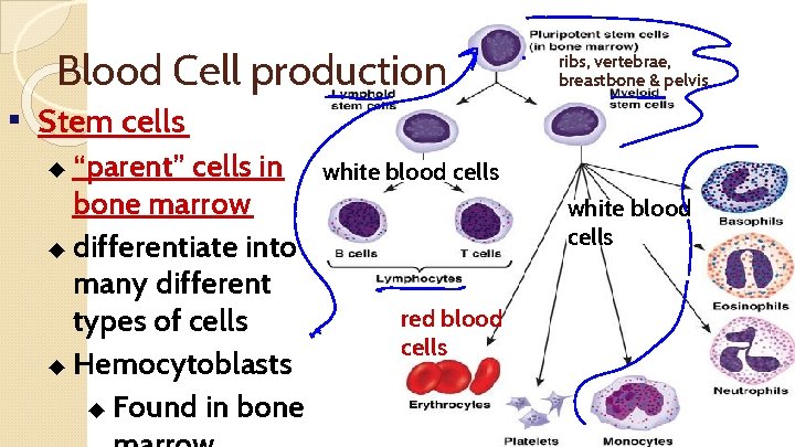 Circulatory system functions Transportation Bring oxygen to all