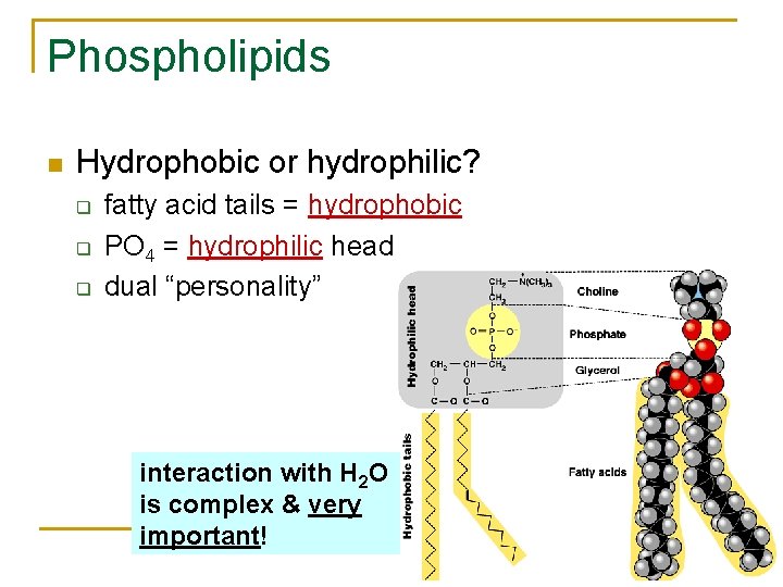 Lipids Energy Storage AP Biology Lipids n Lipids