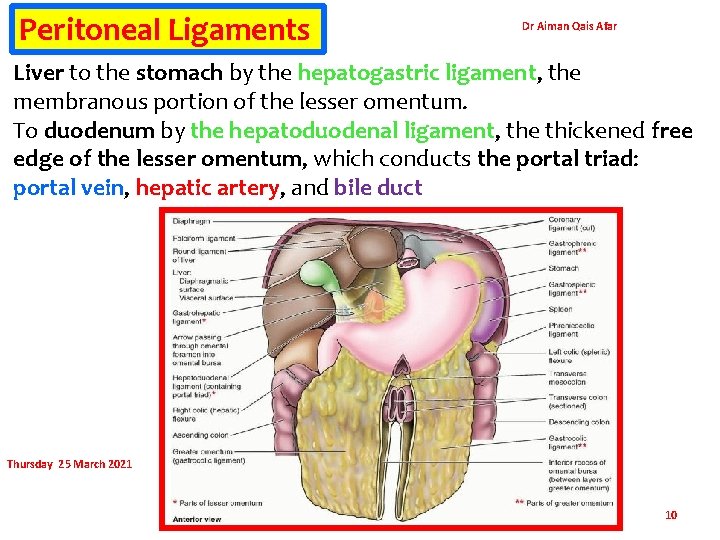 GASTROINTESTINEAL SYSTEM THE PERITONEUM Dr Aiman Qais Afar
