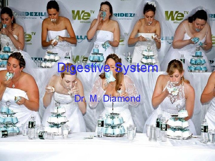 Digestive System Dr M Diamond Functions Ingestiontaking in