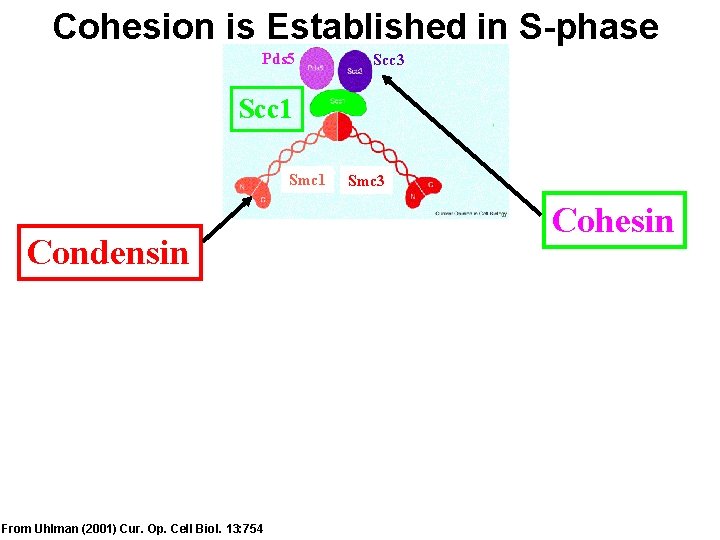 Feedback Control Between Sphase and Mitosis Feedback control