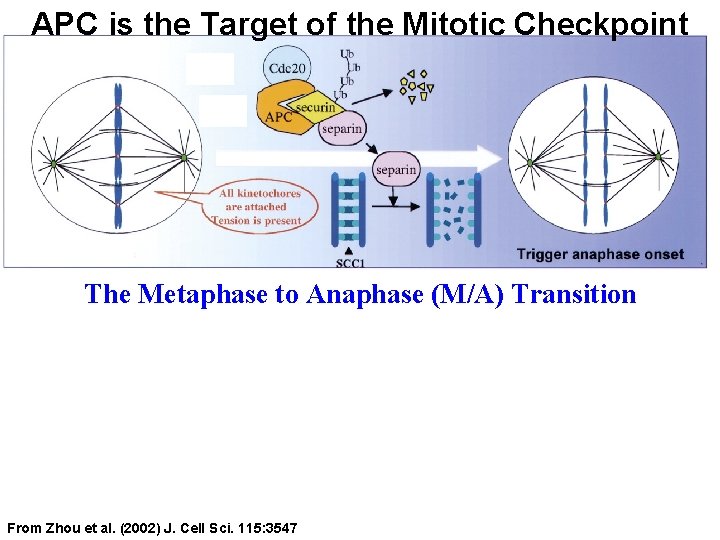 Feedback Control Between Sphase and Mitosis Feedback control