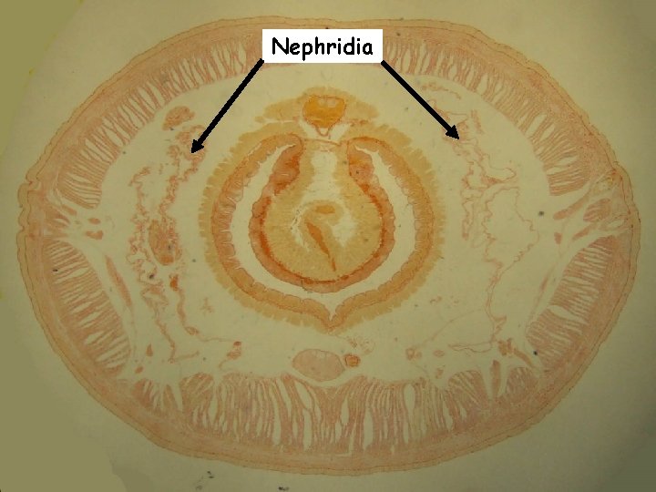 Phylum Annelida Segmented body metamerism Setae Absent in