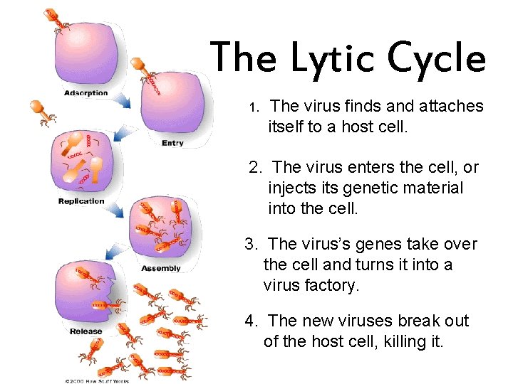 Viruses What is a virus Are tiny Can