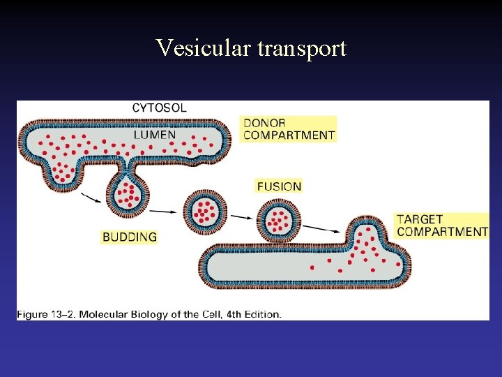 Most proteins in the ER are glycosylated Proteins