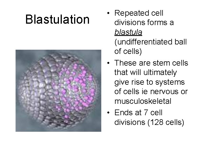 Phylogeny and Embryonic development Biology What are other