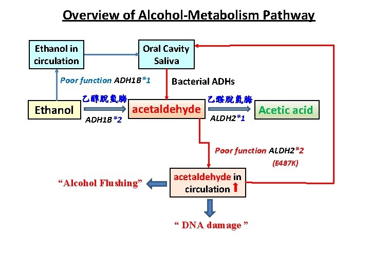 Overview of AlcoholMetabolism Pathway Oral Cavity Saliva Ethanol