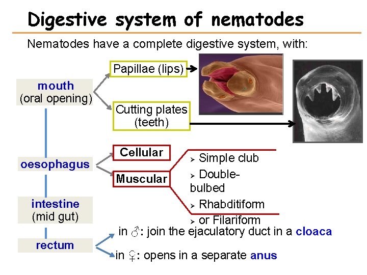 Nemathelminths Class Nematoda Dr Mohammad Odibate Nematodes General