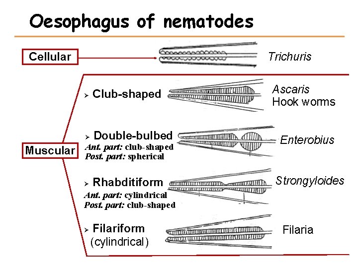 Nemathelminths Class Nematoda Dr Mohammad Odibate Nematodes General