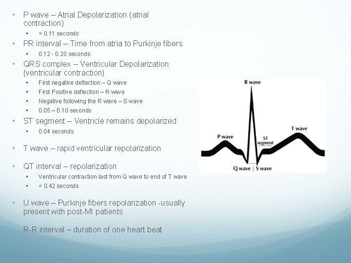 ECG Basics Anatomy of the Heart 1 Sinus