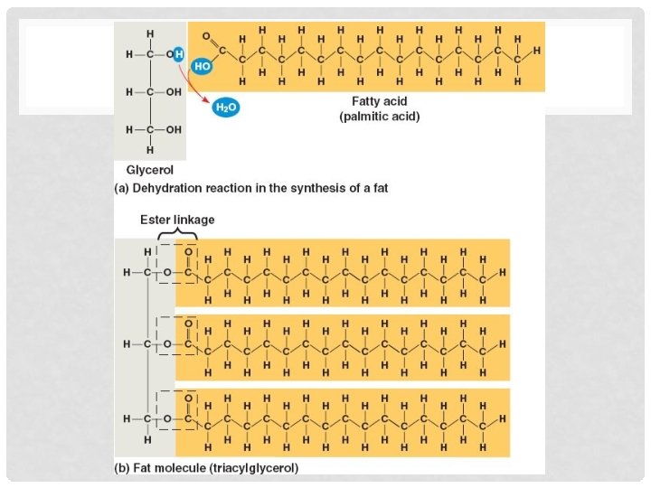 STRUCTURE AND FUNCTION OF MACROMOLECULES PART 1 CARBOHYDRATES