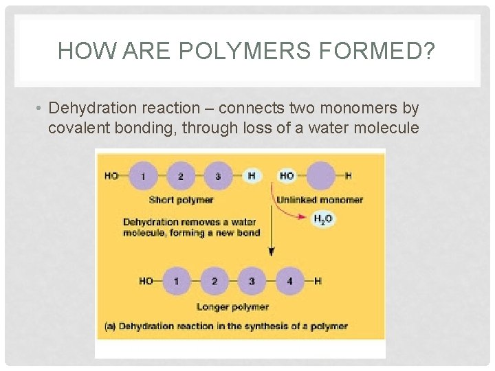 STRUCTURE AND FUNCTION OF MACROMOLECULES PART 1 CARBOHYDRATES