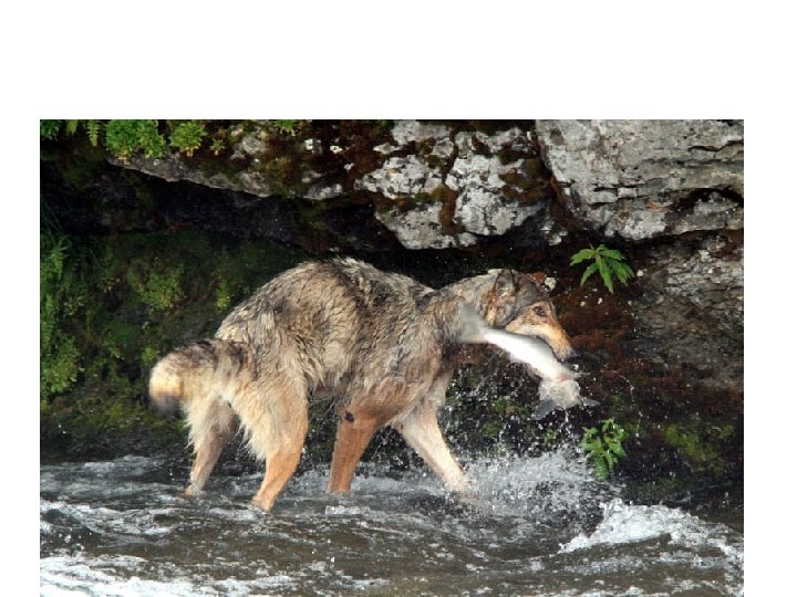 Endangered Species Act Southeast Alaska Wolf Subspecies Presentation