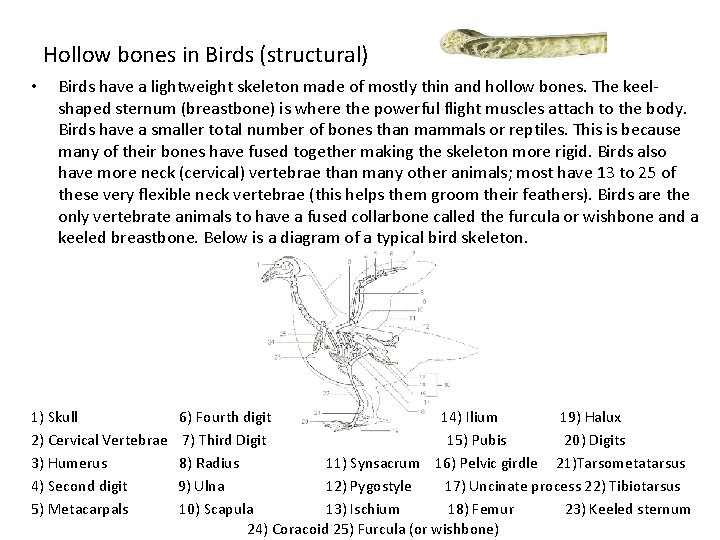 Why Do Questions about structural and behavioral adaptations
