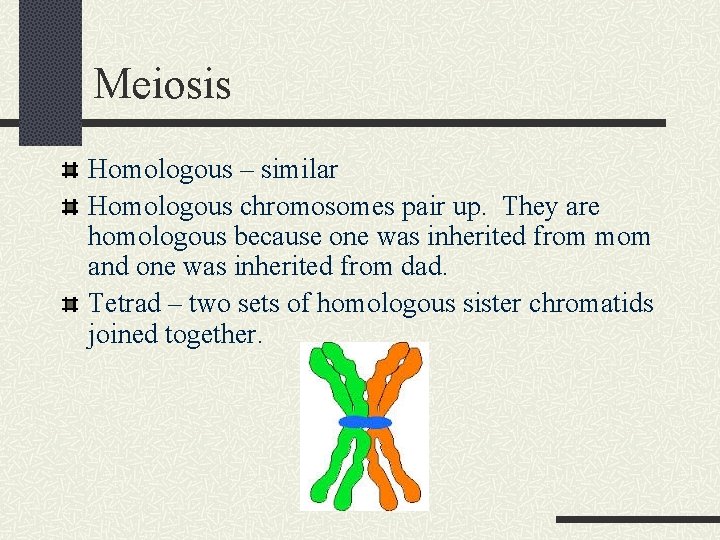 Meiosis Objectives 1 Describe the stages of meiosis