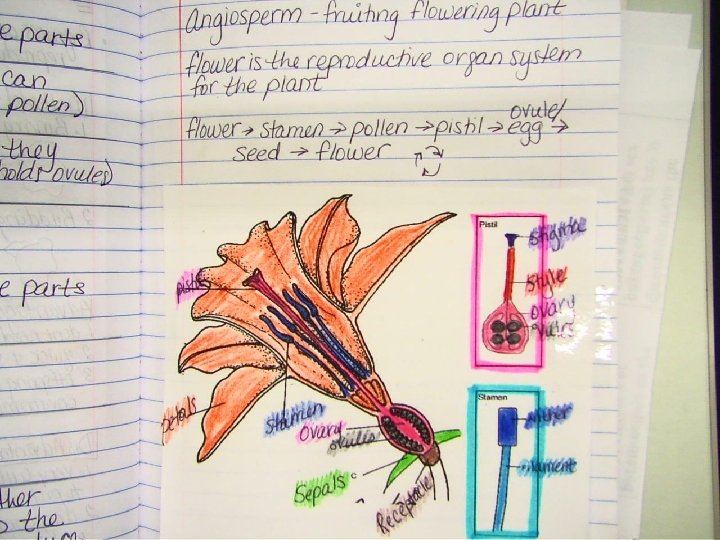 Plant Structures Roots anchor the plant in soil