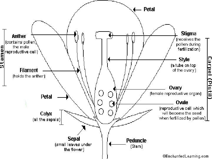 Plant Structures Roots anchor the plant in soil