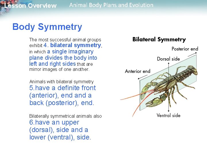 Lesson Overview Animal Body Plans and Evolution Lesson