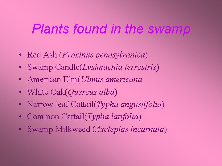 Elm Swamp By Kayleigh Hannah Carson Mark Rose