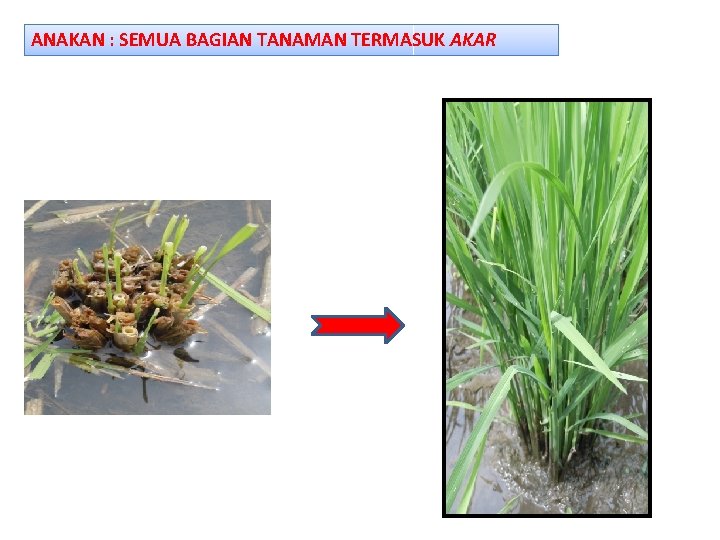 BUDIDAYA PADI dengan TEKNOLOGI SINGGANG BUDIDAYA PADI TEKNOLOGI