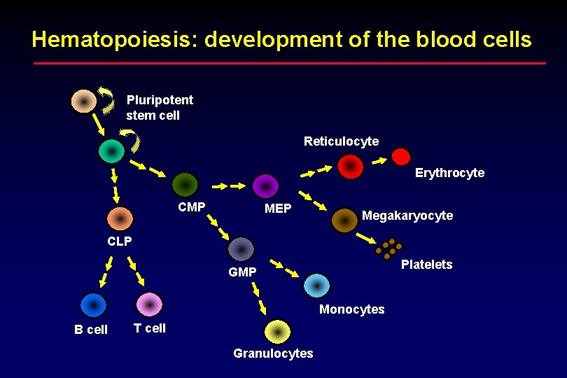 Topics in Hematology Benign hematology HematoOncology Study of