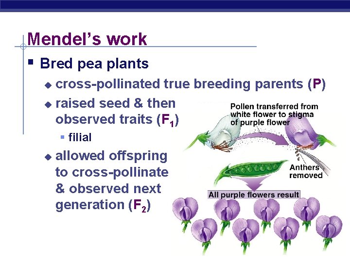 Chapter 14 Mendel Genetics Gregor Mendel Modern genetics