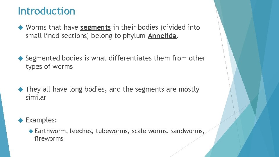 Chapter 12 The Invertebrates 12 D Segmented Worms