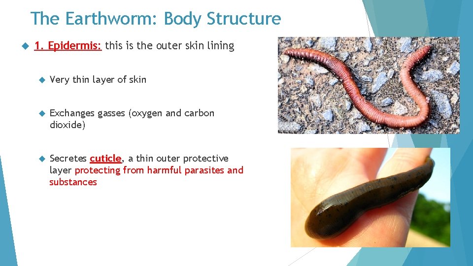 Chapter 12 The Invertebrates 12 D Segmented Worms