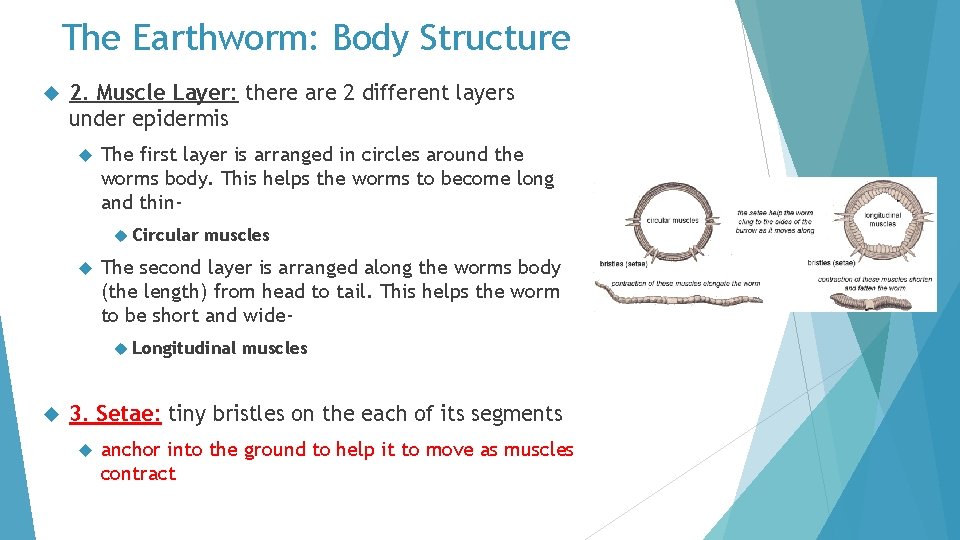 Chapter 12 The Invertebrates 12 D Segmented Worms
