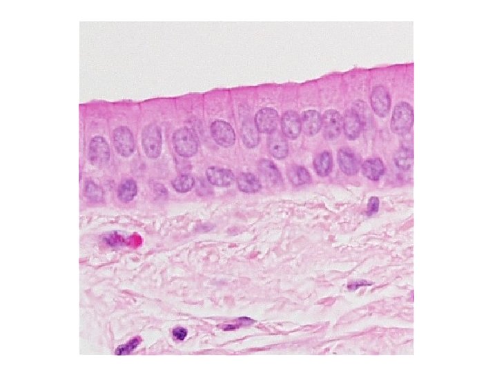 Types of Epithelium Classification of Epithelia All epithelial