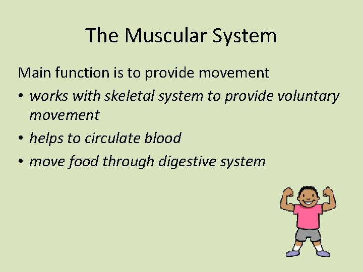 The Muscular System Main function is to provide