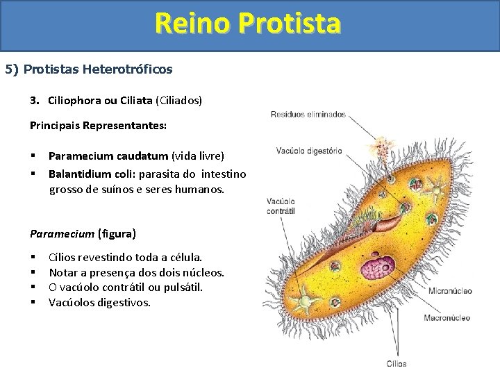 Reino Protista Aula de Biologia Tema O Reino