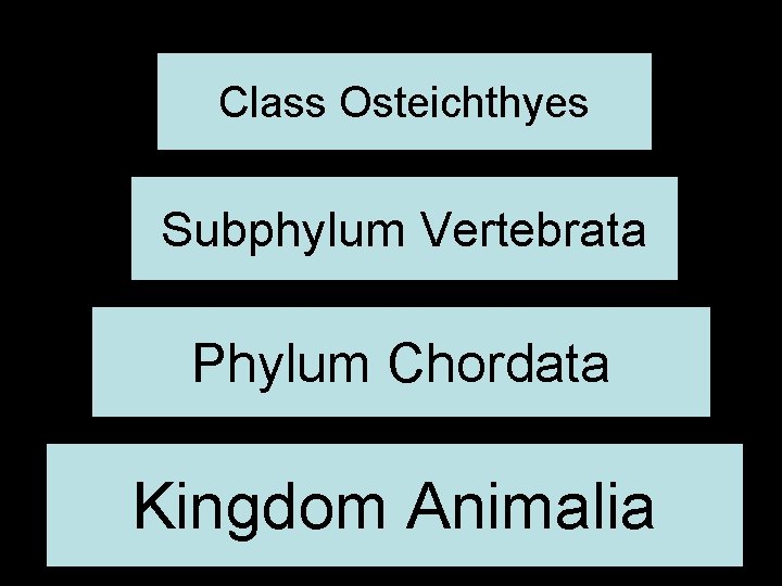 Class Osteichthyes Bony Fish Class Osteichthyes Subphylum Vertebrata
