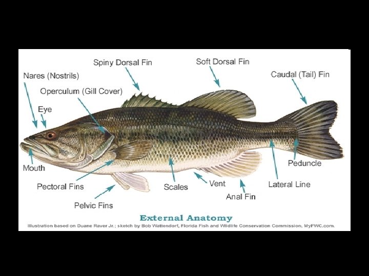 Class Osteichthyes Bony Fish Class Osteichthyes Subphylum Vertebrata
