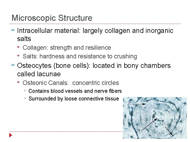 Skeletal System Bones Appears as an inactive organ