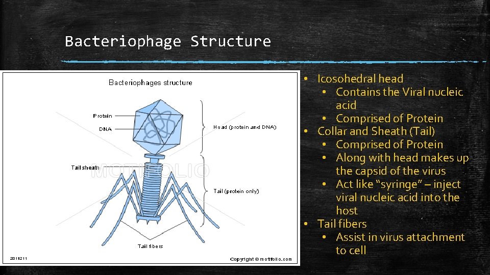 Viral Replication Subtitle First a Review of Where