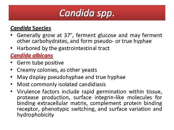 CANDIDA CRYTOCOCCUS Lecture 15 Prepared by Miss Norzawani