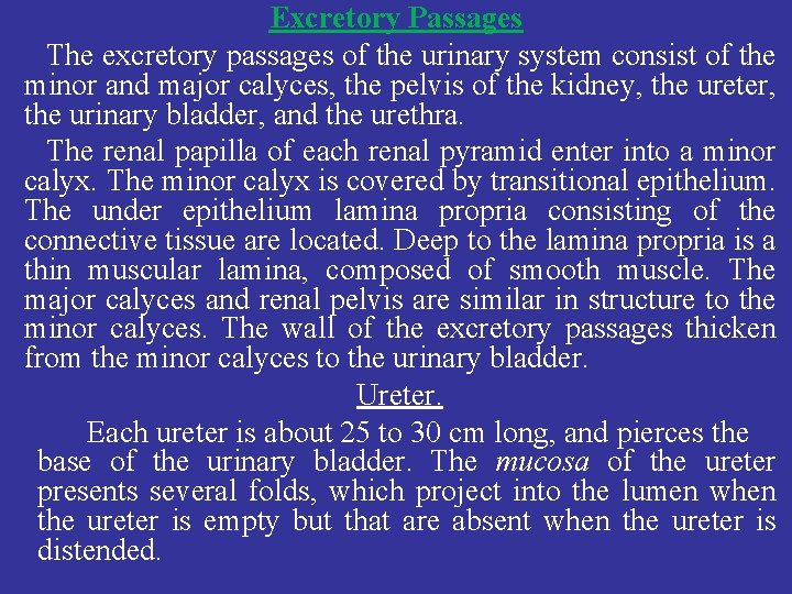 Topic Urinary system Blood supply of the Kidney