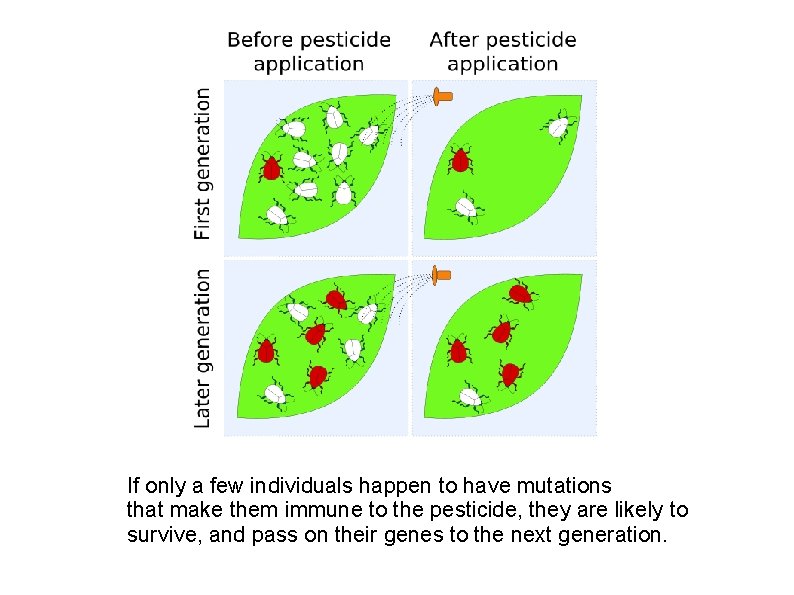 EXAMPLES OF GENETIC CHANGE Examples of physical traits
