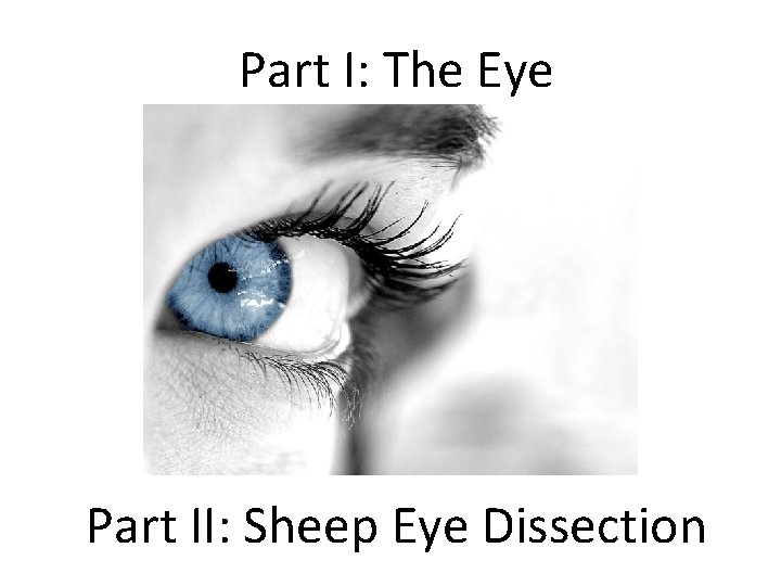 Part I The Eye Part II Sheep Eye