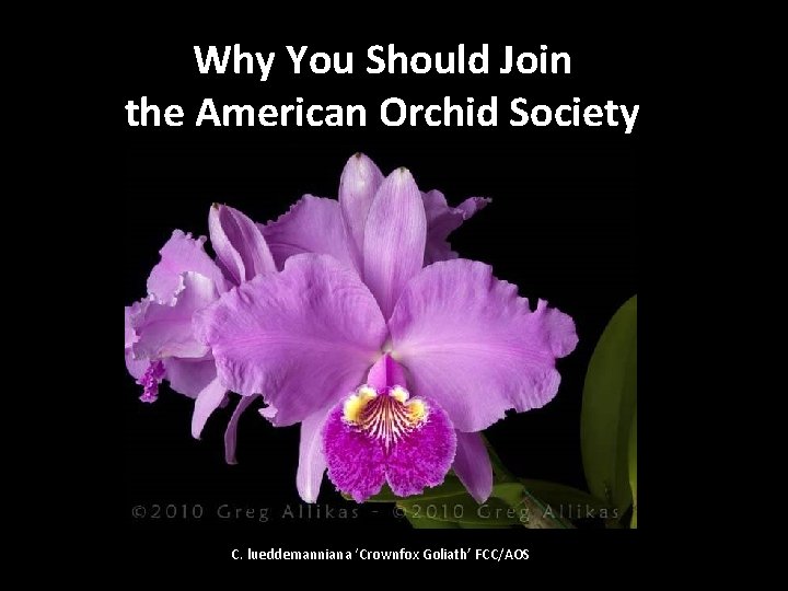 Why You Should Join the American Orchid Society