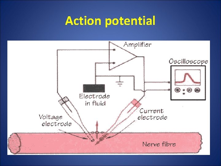 Nerve Muscle By Dr Nancy Fouad Electrical properties