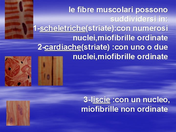 Apparato muscolare struttura fibra muscolare striata i muscoli