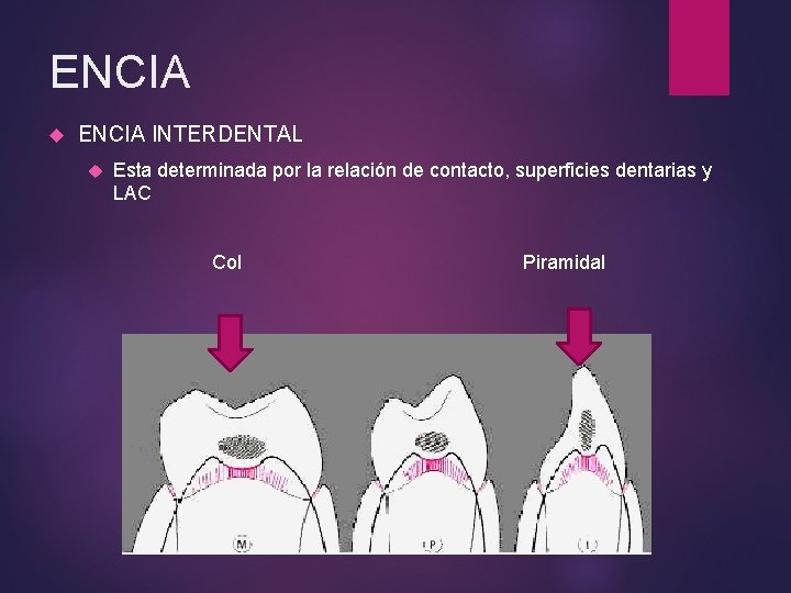 TEJIDOS DE PERIODONTO PERIODONCIA I DRA SILVIA A