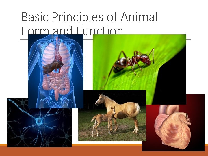 Basic Principles of Animal Form and Function How