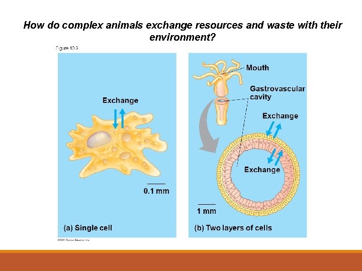 Basic Principles of Animal Form and Function How