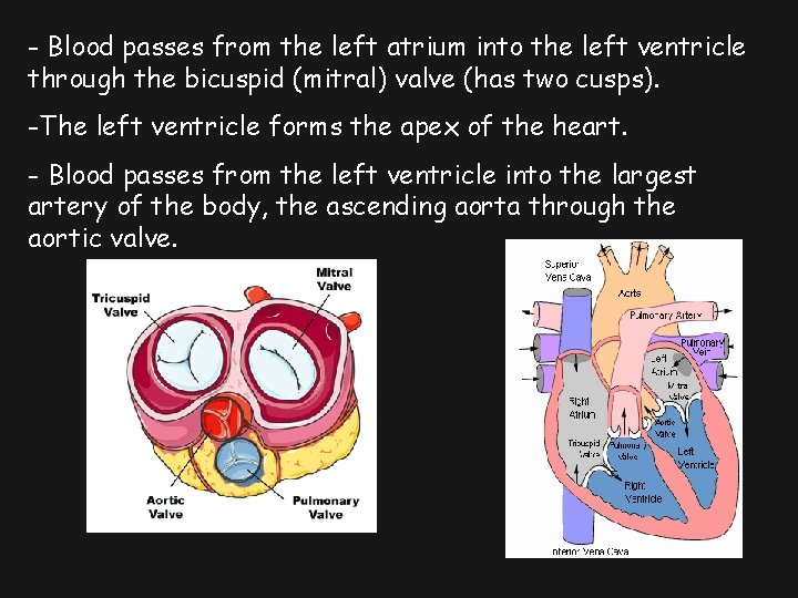 The Cardiovascular System Mrs Jessica Dean RN BSN