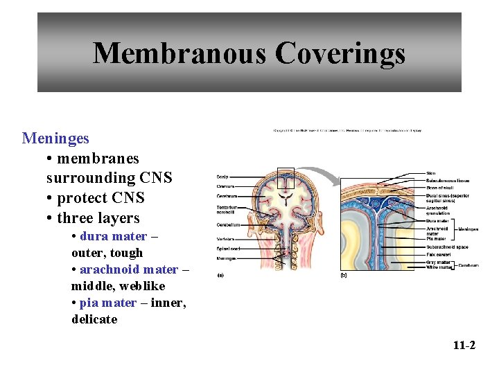 Nervous System II Divisions of the Nervous System