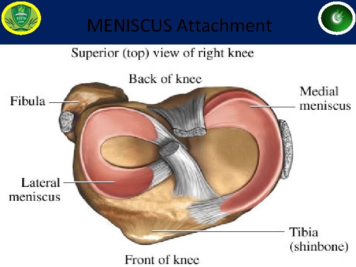 Anatomy of Lower Limb Lecture By Mrs Sidra